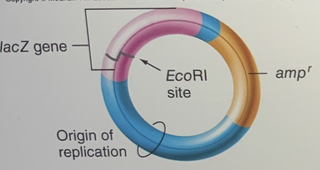 Solved The lacZ gene from coli encodes the enzyme | Chegg.com