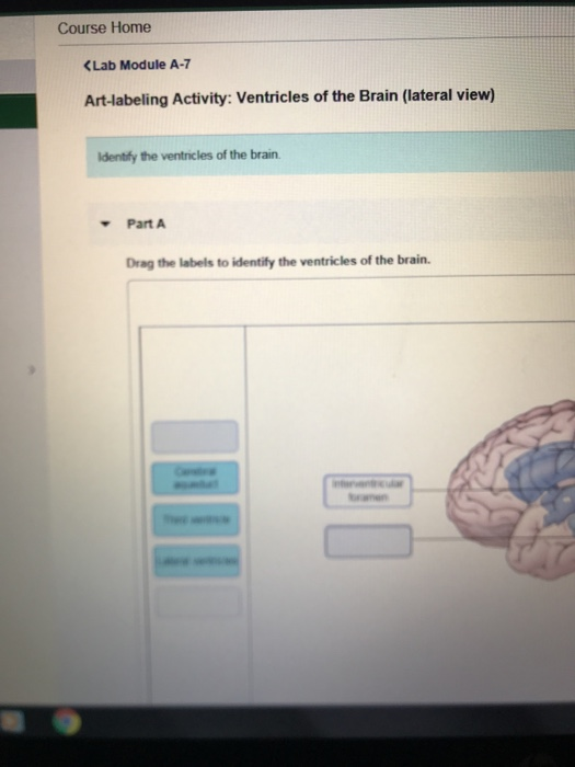 Solved Course Home Lab Module A-7 Art-labeling Activity: | Chegg.com