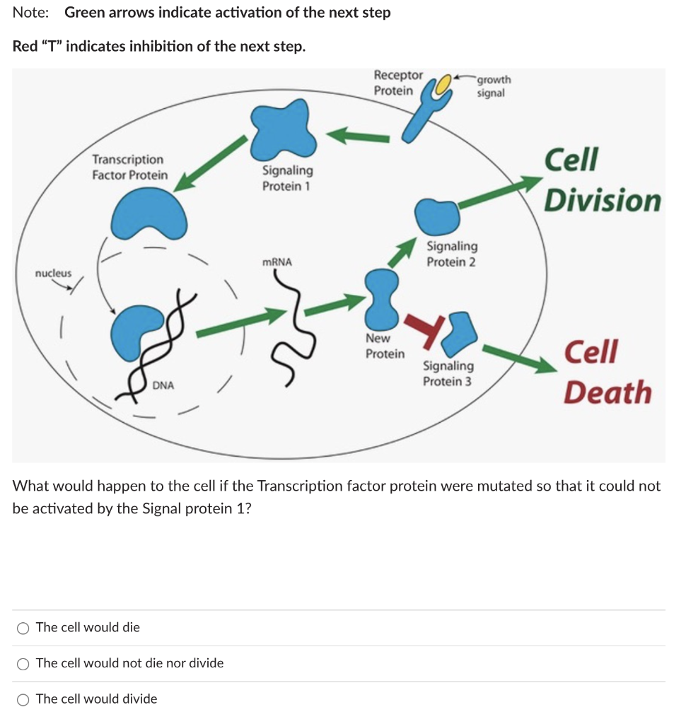 Solved Note: Green arrows indicate activation of the next | Chegg.com