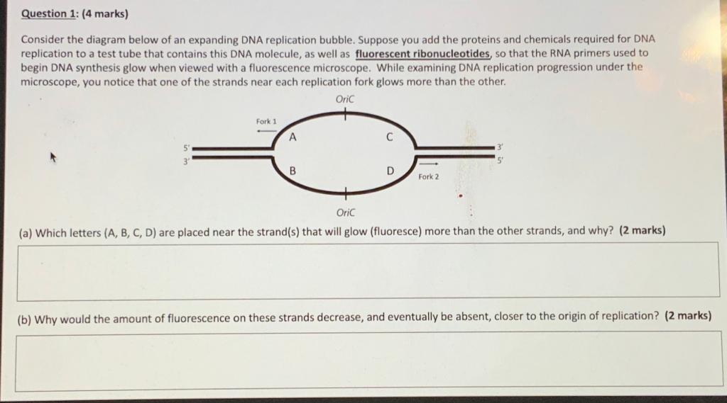 Solved Consider the diagram below of an expanding DNA | Chegg.com