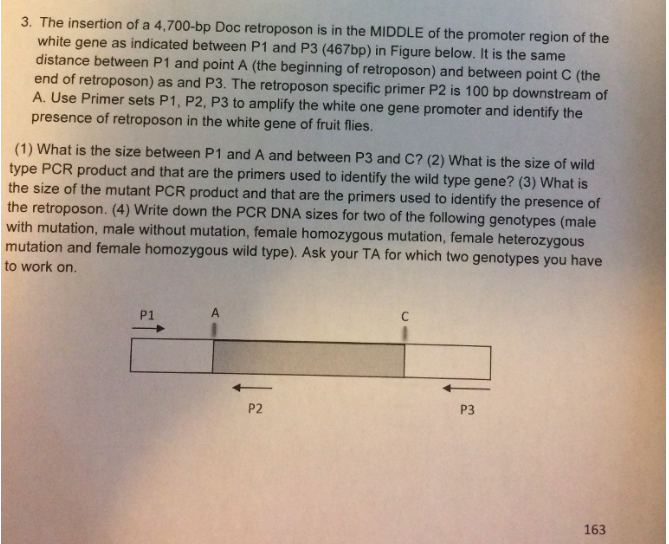 Solved 3. The insertion of a 4,700-bp Doc retroposon is in | Chegg.com