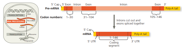 Solved Knowing that the genetic code is almost universal, a | Chegg.com
