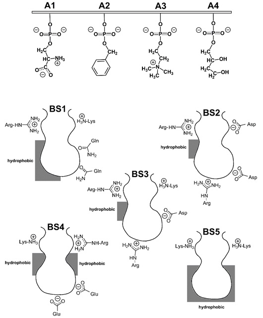 Solved The figure below shows four antigen molecules | Chegg.com
