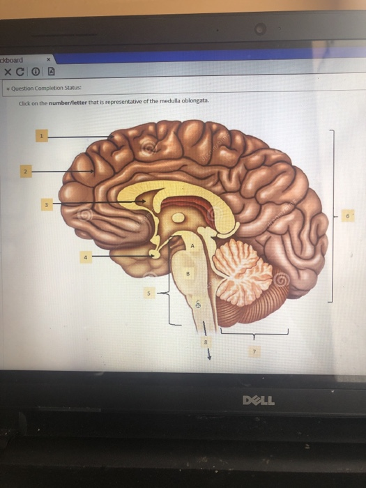 Solved ckboard ¥ Question Completion Status: Click on the | Chegg.com