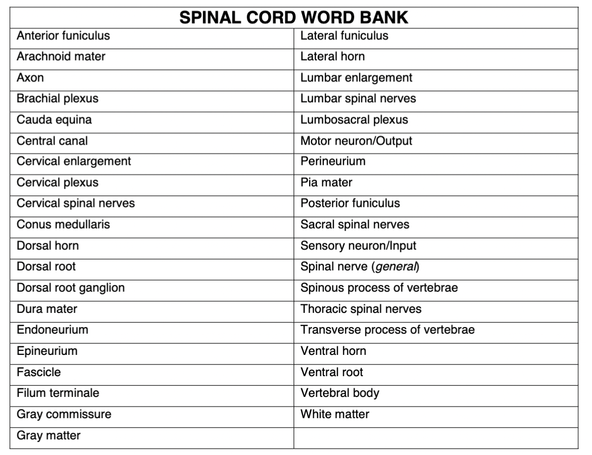 Solved Label only using the spinal cord word bank (note: not | Chegg.com