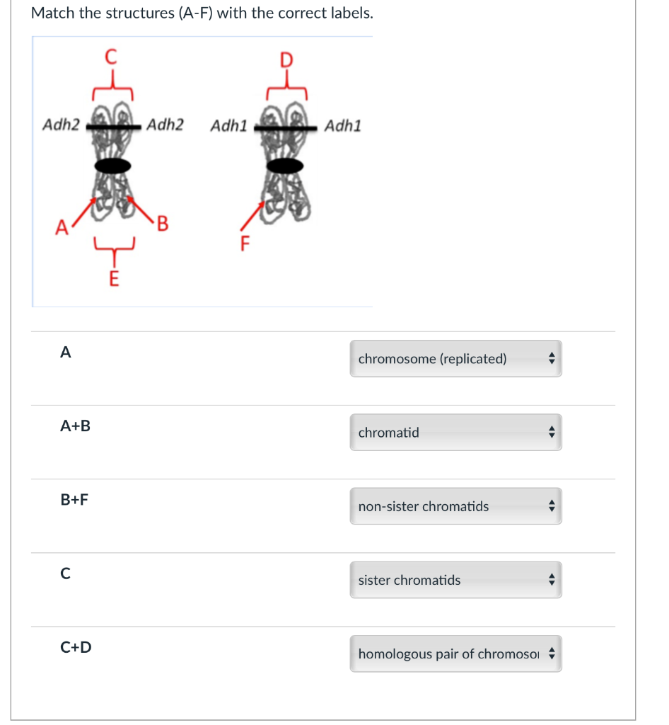 Solved Match the structures (A−F) with the correct labels. | Chegg.com