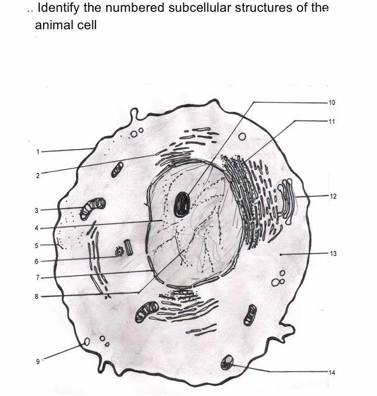 Solved ... Identify the numbered subcellular structures of | Chegg.com