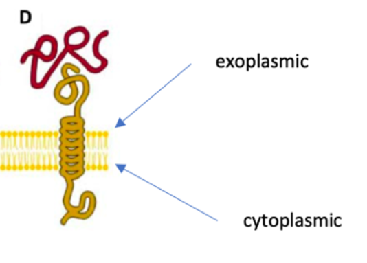 Solved D PRS exoplasmic cytoplasmic Look carefully at the | Chegg.com