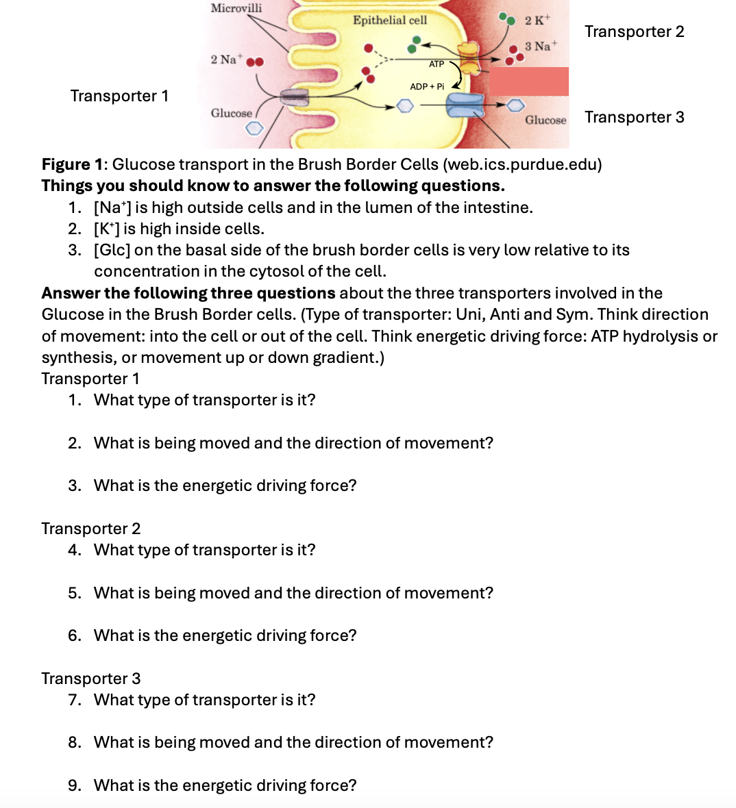 Solved Figure 1: Glucose transport in the Brush Border Cells | Chegg.com