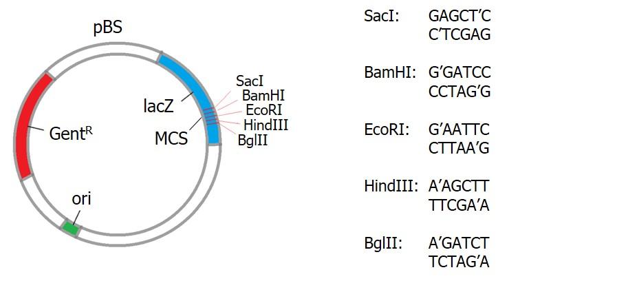 Solved You have a 130 bp linear DNA fragment, the cloning | Chegg.com
