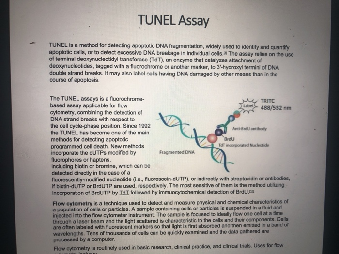 Solved TUNEL Assay TUNEL is a method for detecting apoptotic | Chegg.com