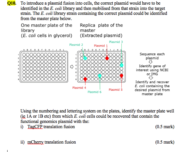 Solved Q10. To introduce a plasmid fusion into cells, the | Chegg.com