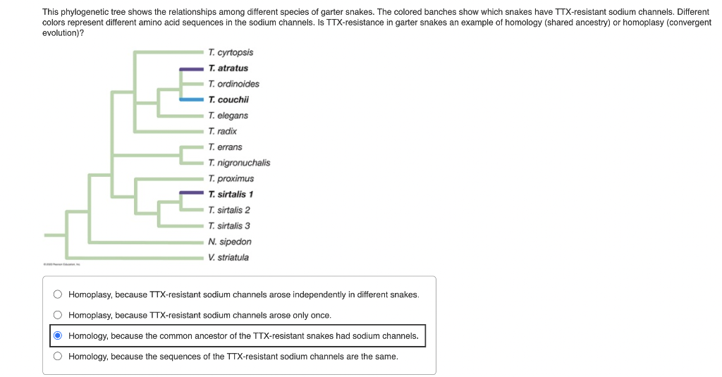 Solved This phylogenetic tree shows the relationships among | Chegg.com