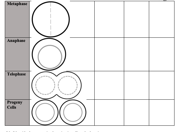 Solved Q1. There is a cell in early interphase (G1) shown in | Chegg.com