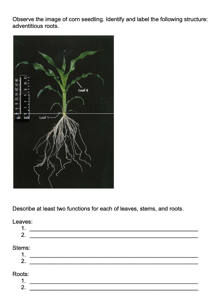 Solved Observe the image of corn seedling. Identify and | Chegg.com