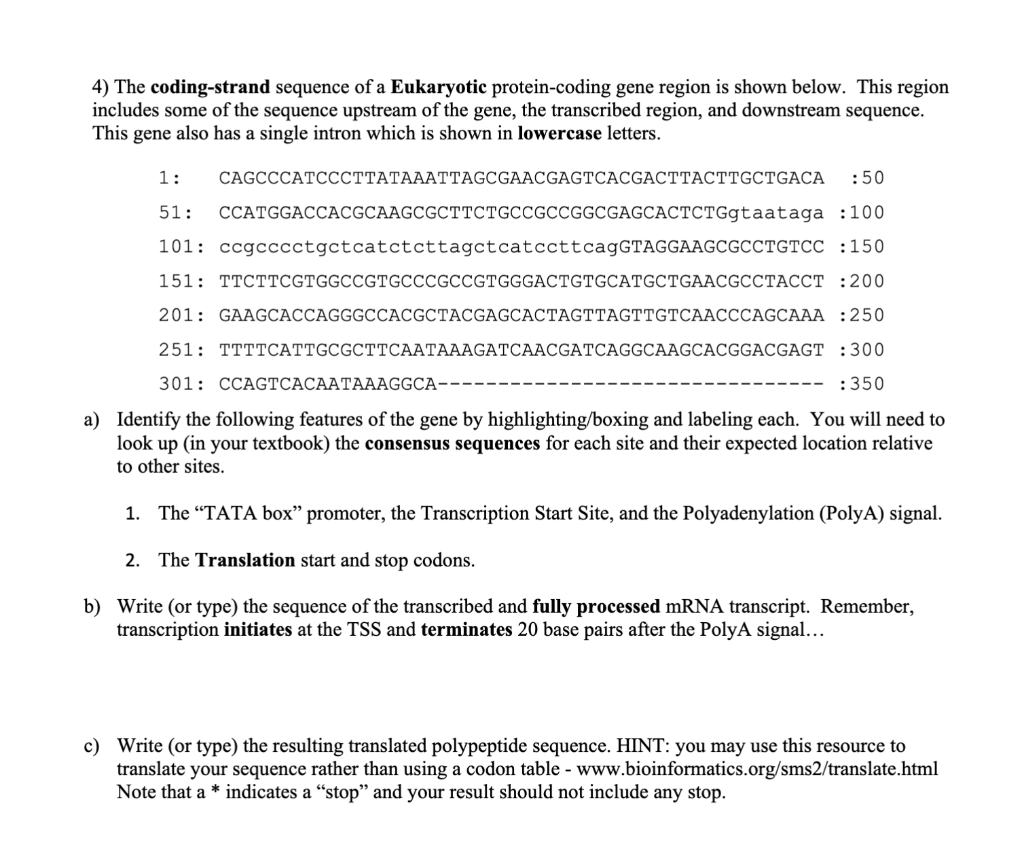 Solved 4) The coding-strand sequence of a Eukaryotic | Chegg.com