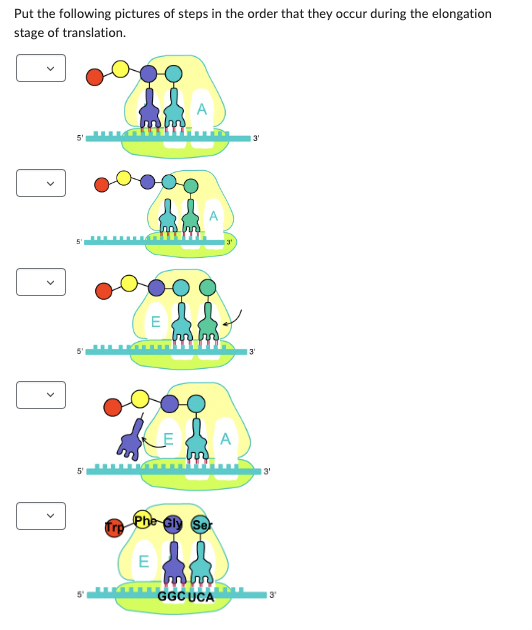 Solved Put the following pictures of steps in the order that | Chegg.com