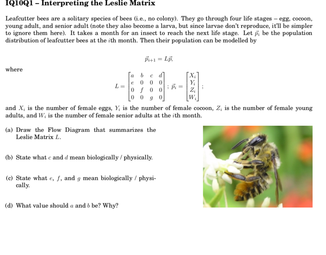IQ10Qi - Interpreting the Leslie Matrix Leafcutter | Chegg.com