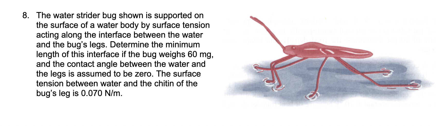 The water strider bug shown is supported onthe | Chegg.com