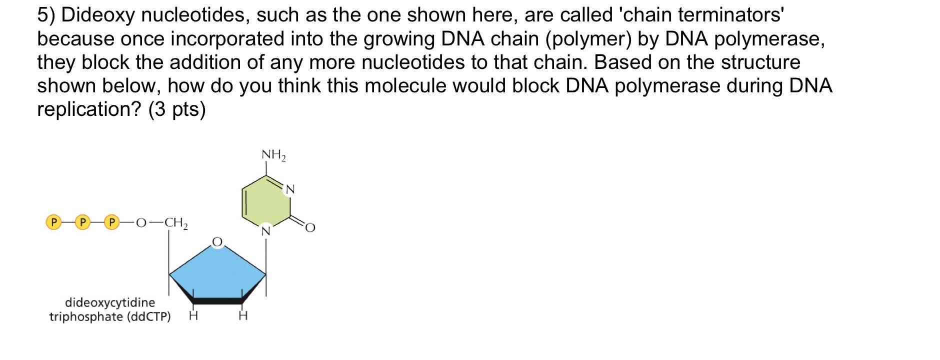 Solved 5) Dideoxy nucleotides, such as the one shown here, | Chegg.com