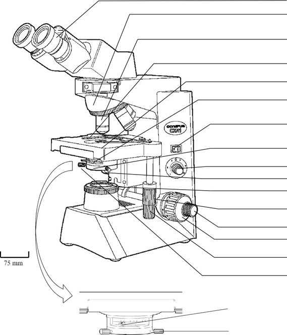 Solved Label the parts of the Olympus CX41 ﻿compound | Chegg.com