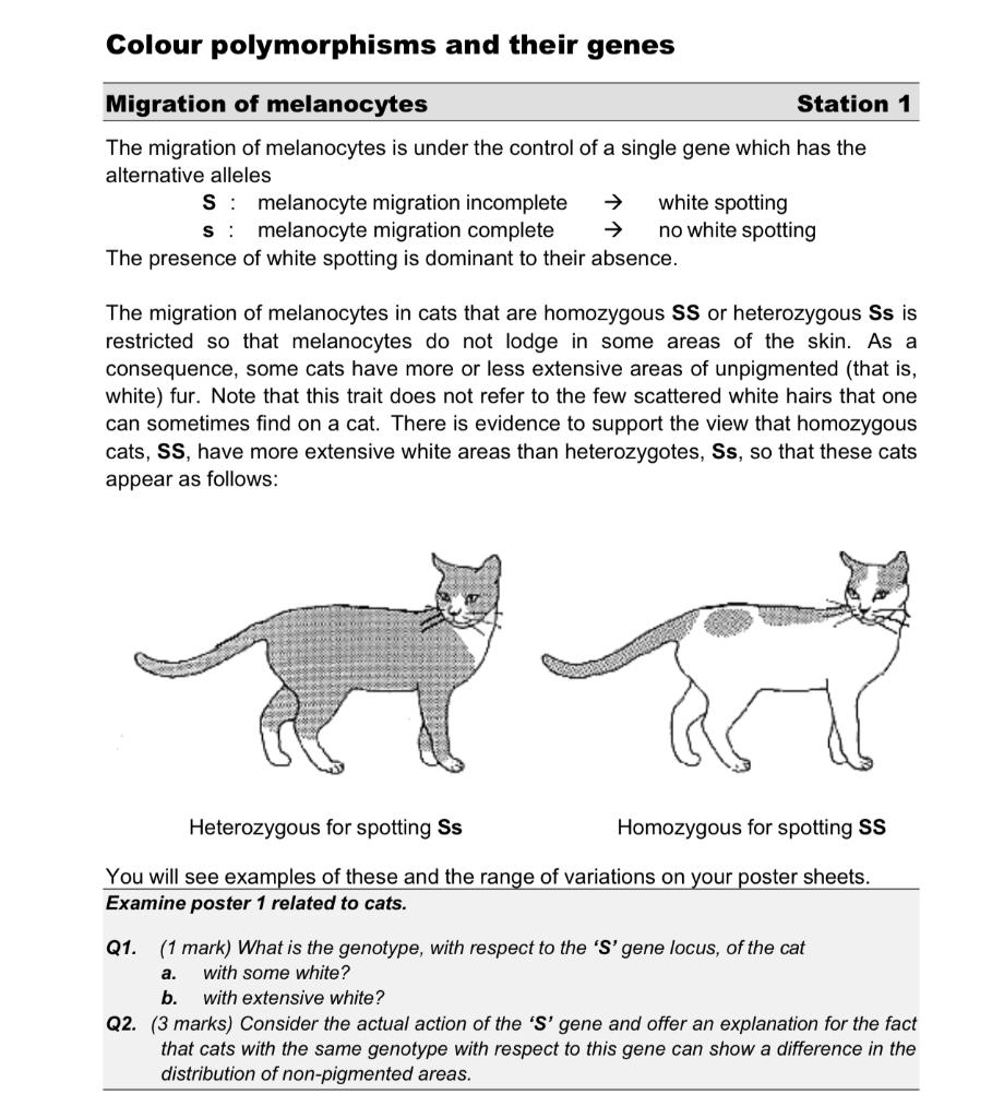 Solved MIGRATION OF MELANOCYTES IN CATSColour polymorphisms | Chegg.com