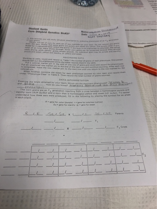 Solved Student Guide Corn Dihybrid Genetics BioKit Date s | Chegg.com