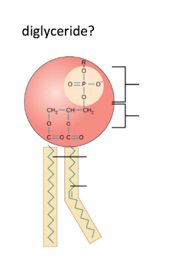 Solved 5 (4) can you help with this question please? The | Chegg.com