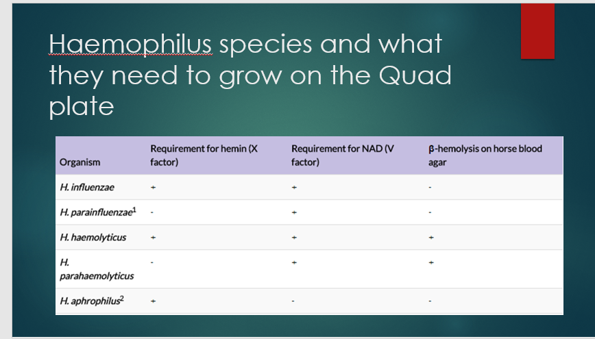 Haemophilus species and what they need to grow on the | Chegg.com