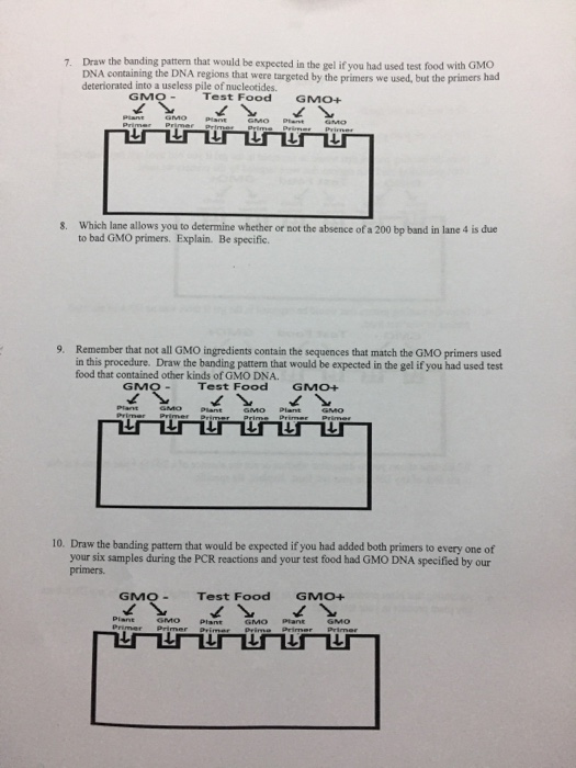 Solved Draw the banding pattern that would be expected in | Chegg.com