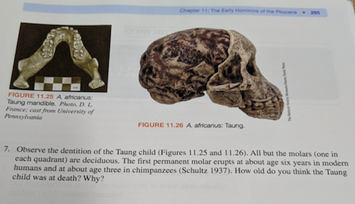 Solved observe the dentition of the taung child. all but the | Chegg.com