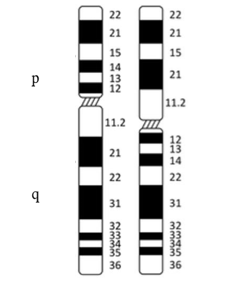 The figure below shows the ideogram (illustration of | Chegg.com