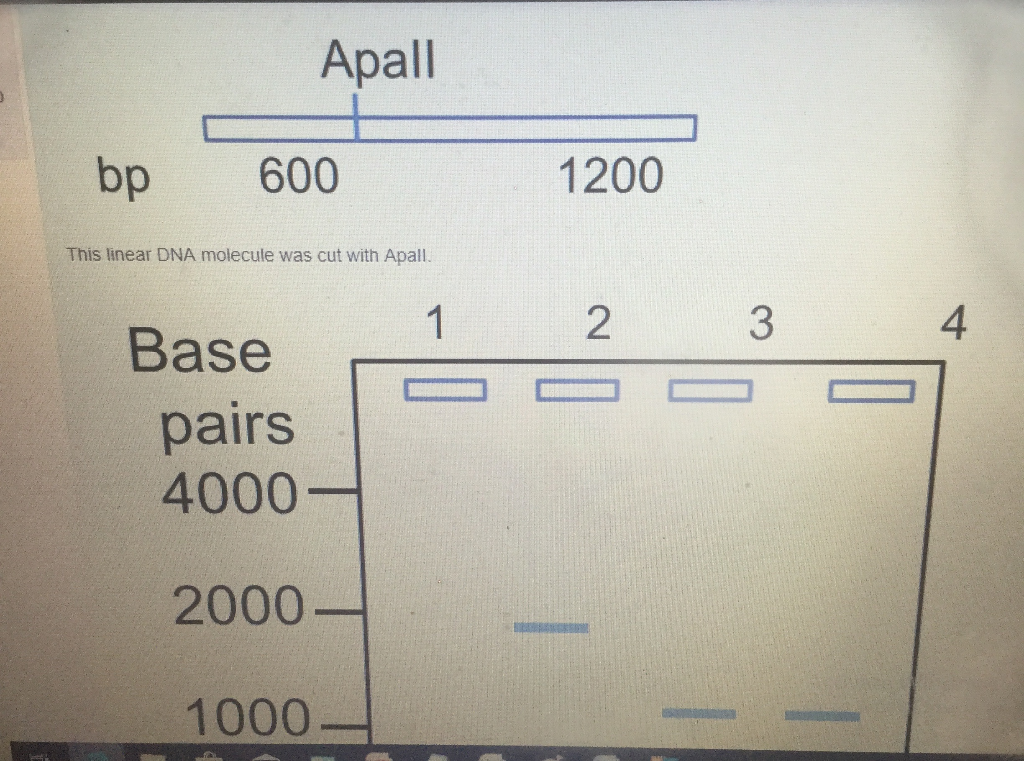 Solved You need to pipette 125 μ1 so you need to use a..? | Chegg.com