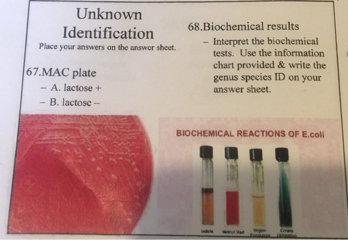 Solved Unknown 68.Biochemical results Identification | Chegg.com