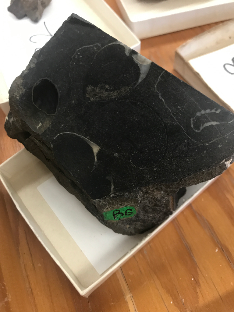 Solved 1) in articulate spiriferid brachiopods, each | Chegg.com