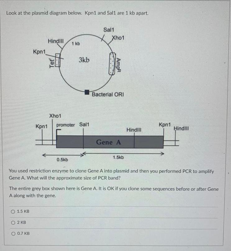 Solved look at the plasmid diagram below. Kpn1 and Sal1 are | Chegg.com