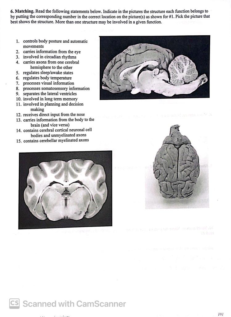 Solved 7. Matching. Match the structures on the right with | Chegg.com