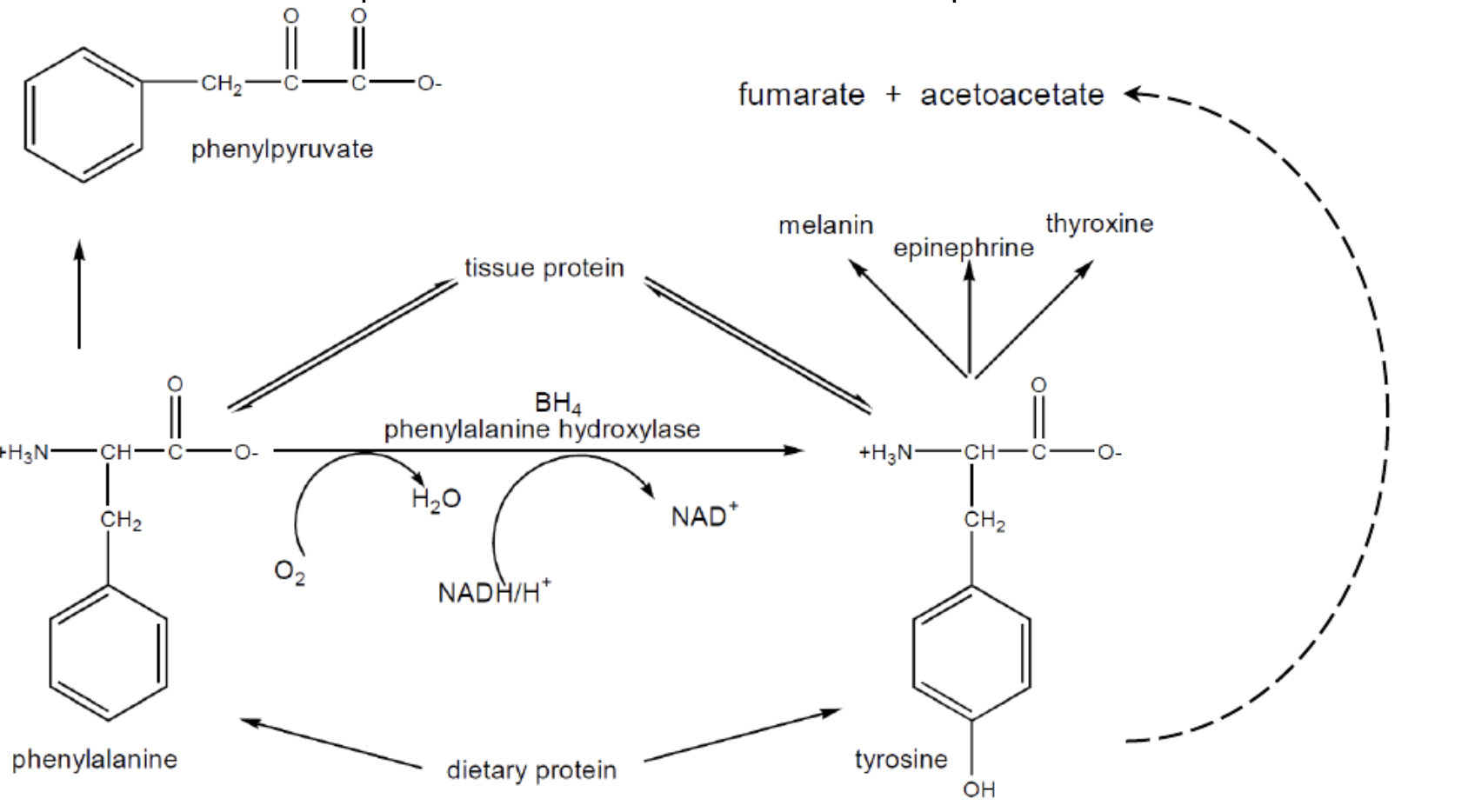 Solved Define the structural and metabolic differences | Chegg.com