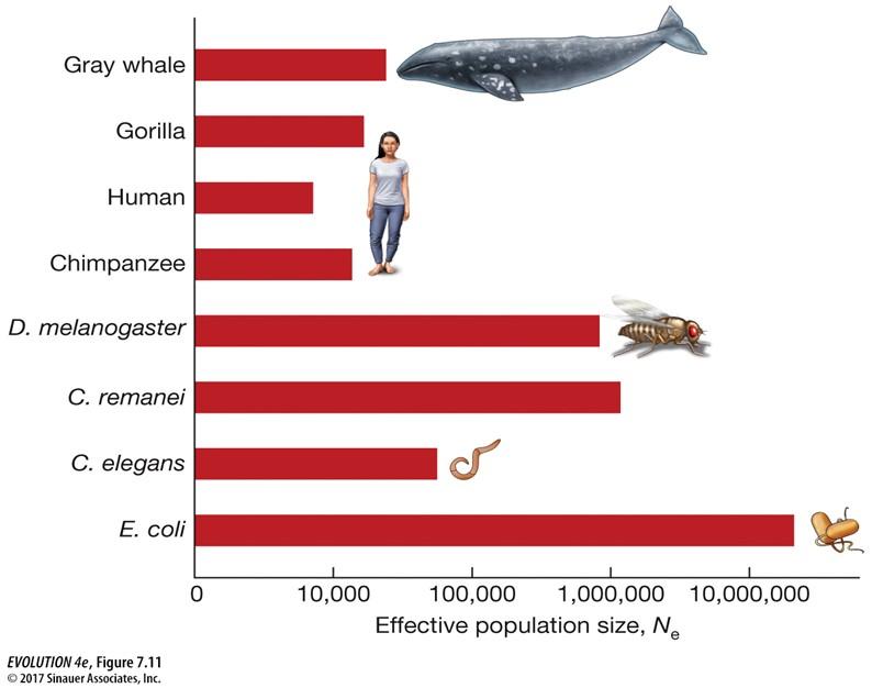 Use this figure on effective population sizes to | Chegg.com