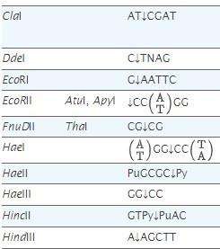 Solved The vector is digested with HindIII and ClaI. A DNA | Chegg.com