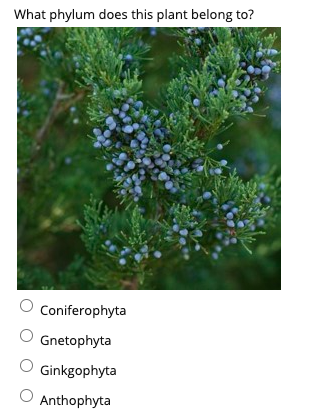Solved What phylum does this plant belong to? Coniferophyta | Chegg.com