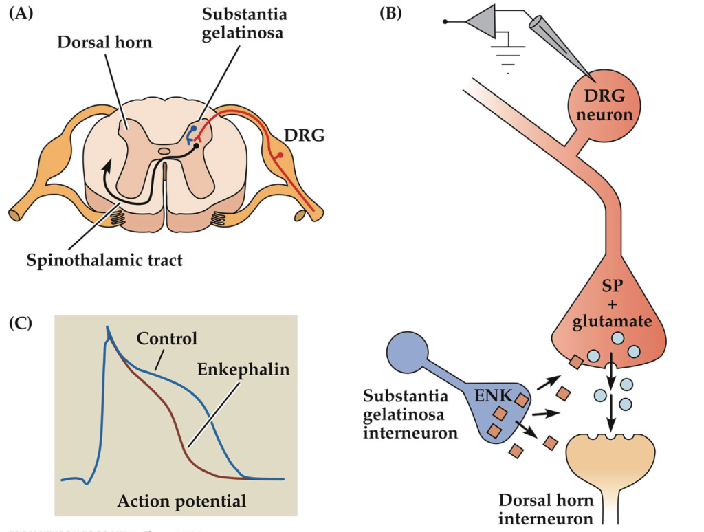 Solved (PANEL A) Primary pain sensory afferent neurons (red | Chegg.com