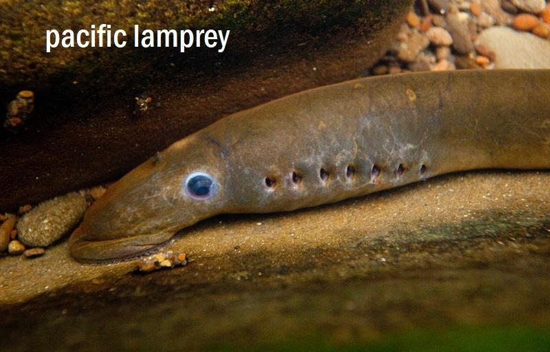 Solved pacific lamprey | Chegg.com