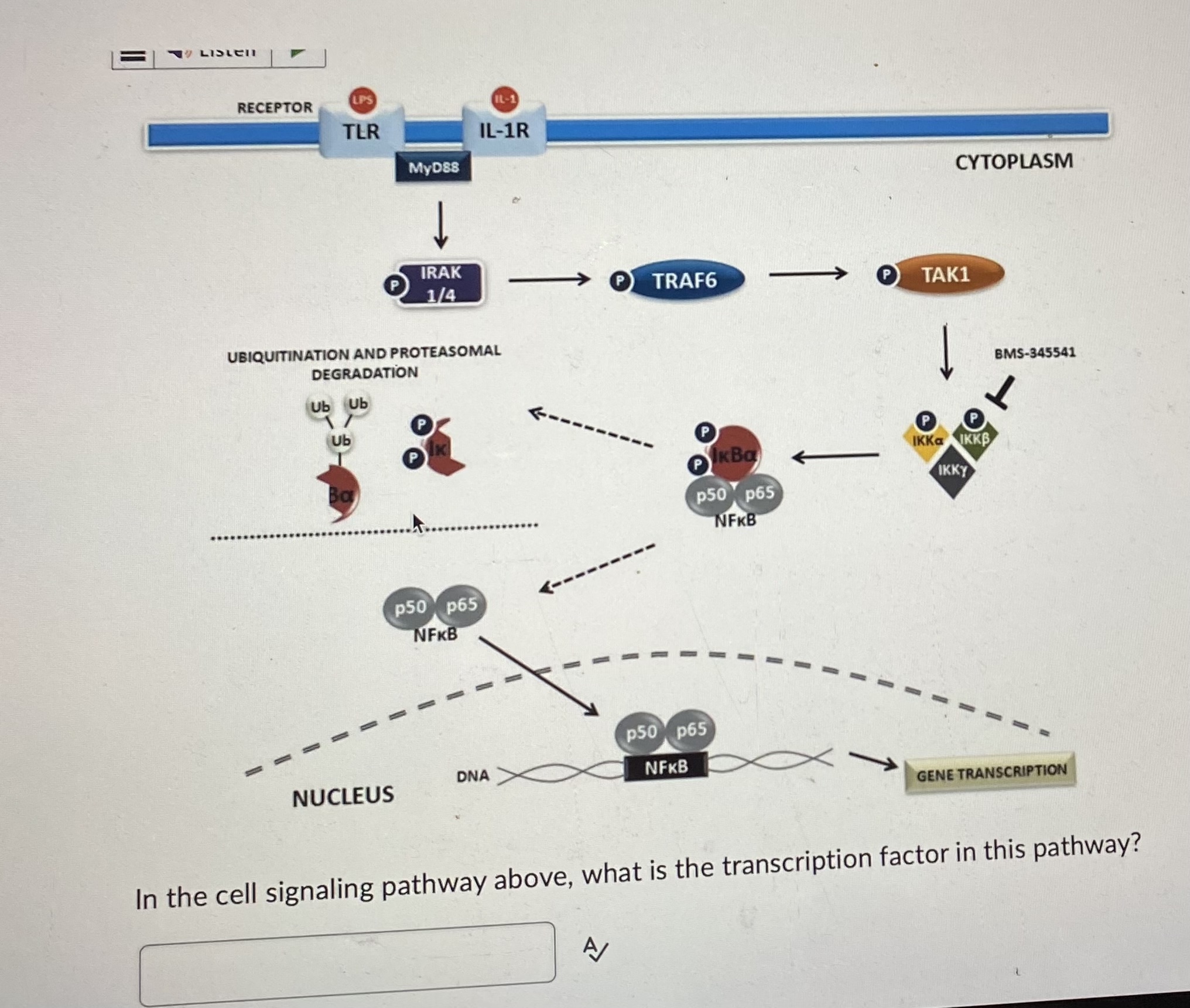 Solved In the cell signaling pathway above, what is the | Chegg.com