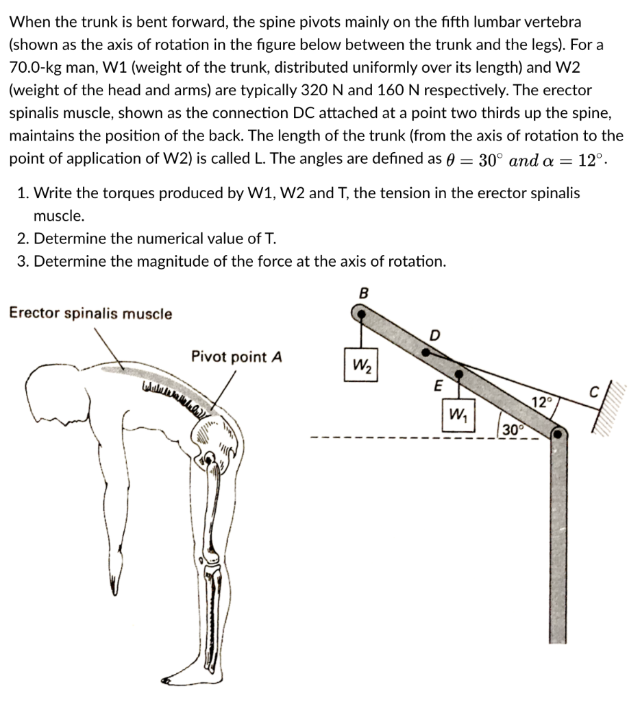 Solved When the trunk is bent forward, the spine pivots | Chegg.com