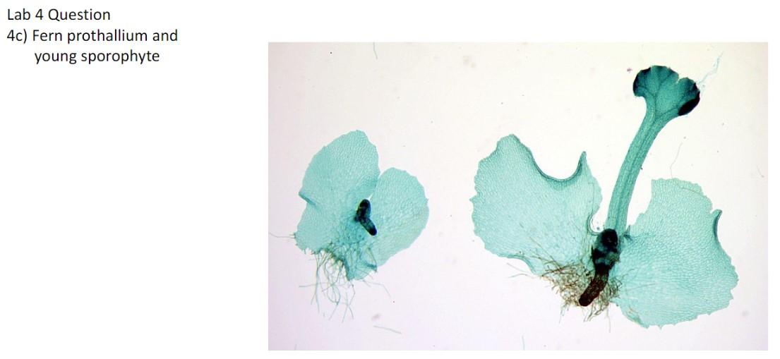 Solved Fern life history. Draw and thoroughly label each of | Chegg.com
