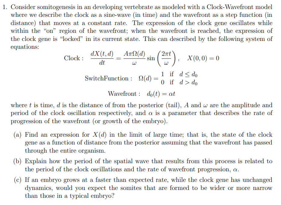 1. Consider somitogenesis in an developing vertebrate | Chegg.com
