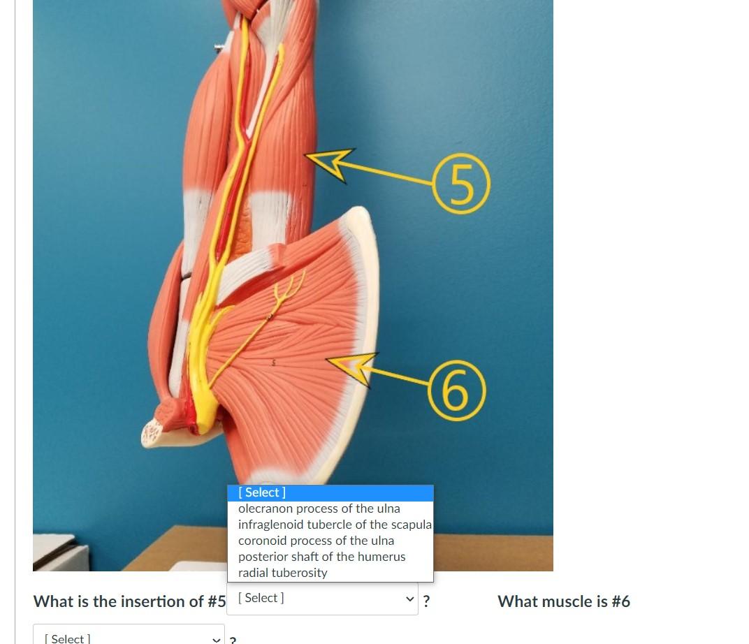 Solved 1−5 (6)Wh: ie action of #8What muscle is #7 abductor | Chegg.com