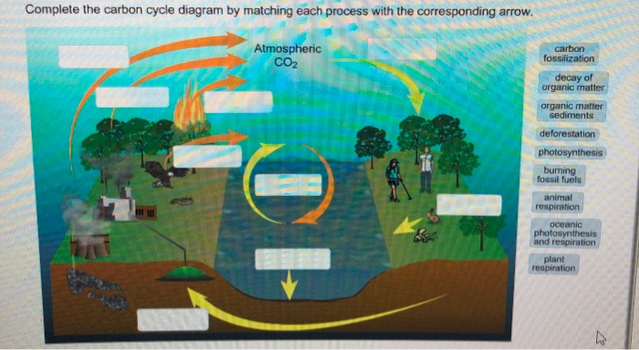 Solved Complete the carbon cycle diagram by matching each | Chegg.com