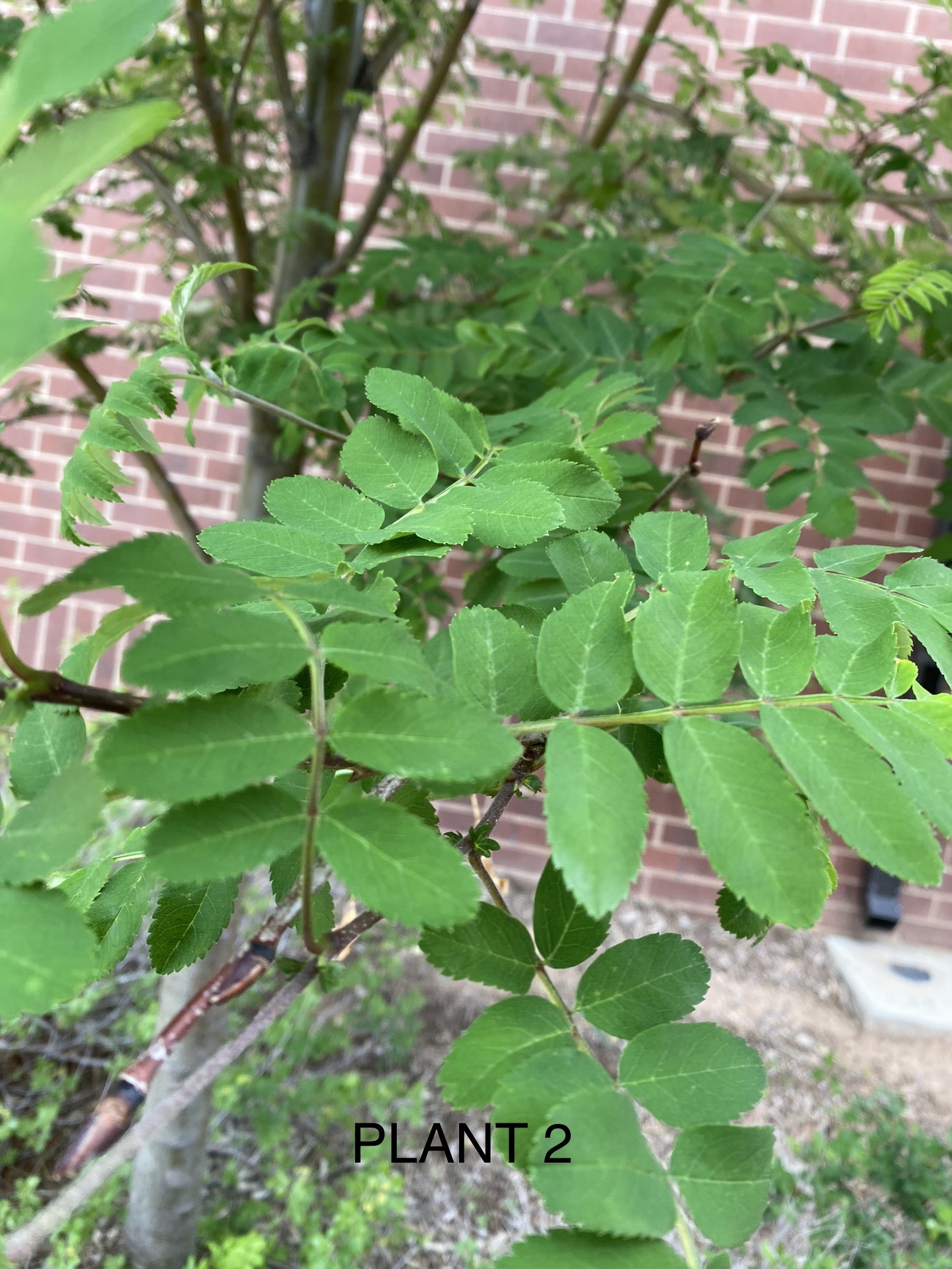 Solved Use five different terms from the vegetative | Chegg.com